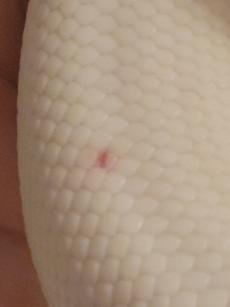 Weird spot on my pied bp scale - Ball Pythons - MorphMarket Reptile ...