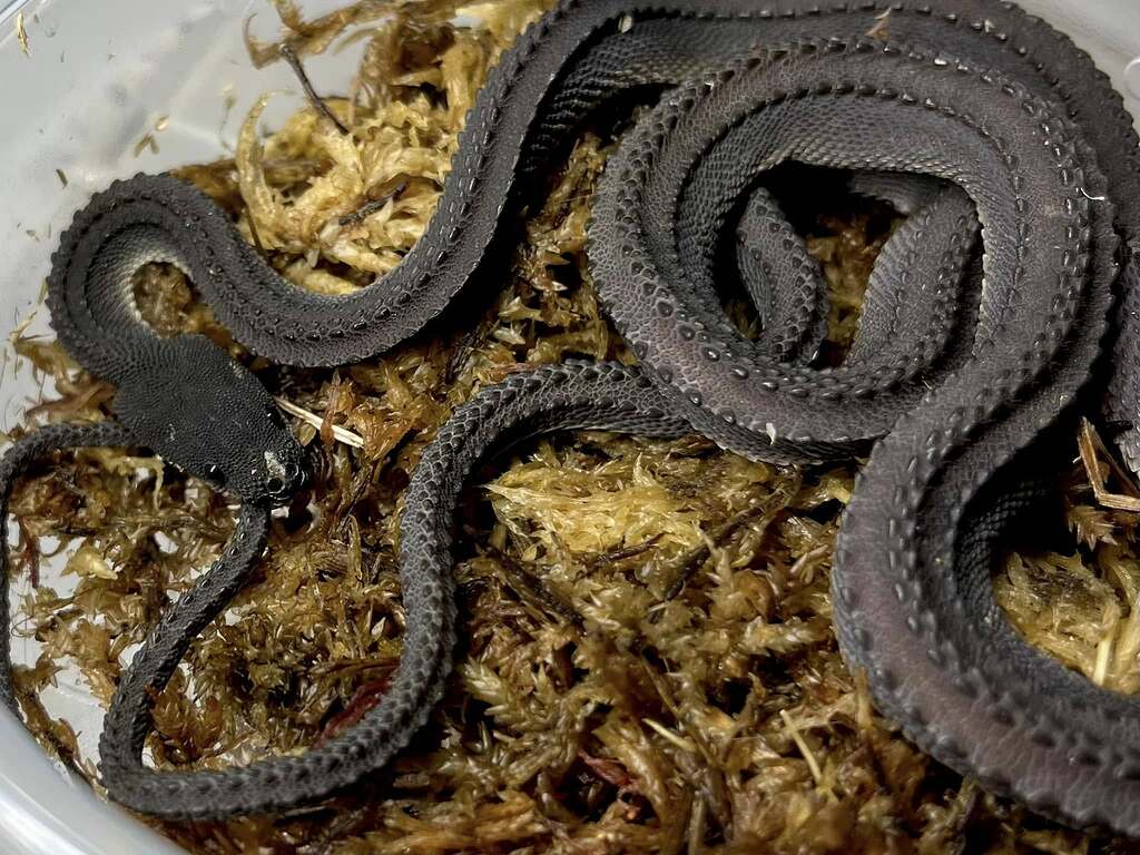 Xenodermus Javanicus - Other Colubrids - MorphMarket Reptile Community