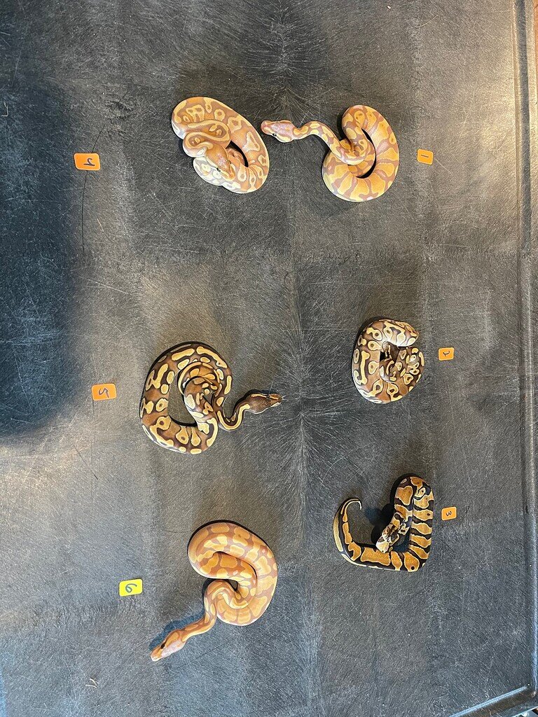 Identification assistance - banana cinnamon enchi x mojave - Ball ...