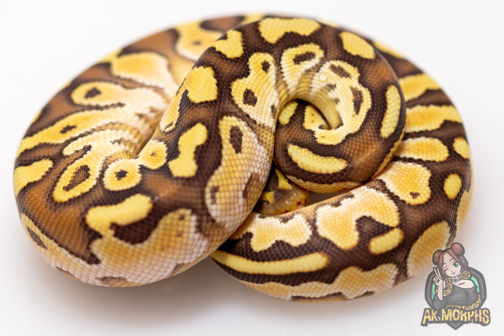 AK Morphs 2021 Clutch - Ball Pythons - MorphMarket Reptile Community