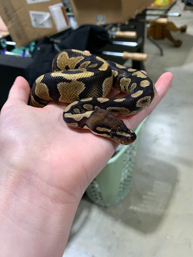 Stunted growth? Or not? - Ball Pythons - MorphMarket Reptile Community