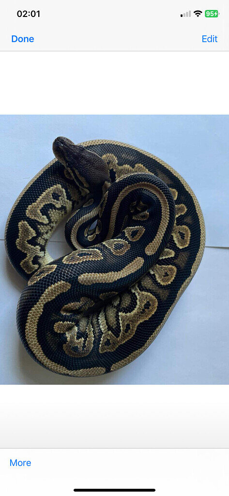 ID on morph for this female - Ball Pythons - MorphMarket Reptile Community