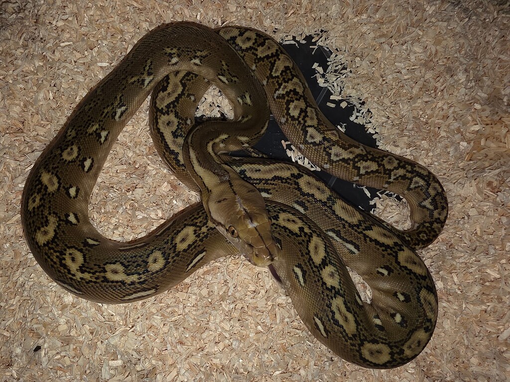 Reticulated pythons - Reticulated Pythons - MorphMarket Reptile Community