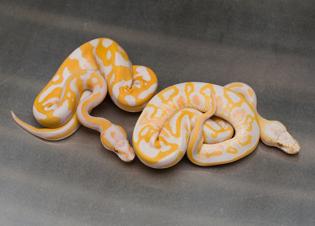 Confusion Lavender with and without Pastel - Ball Pythons - MorphMarket ...