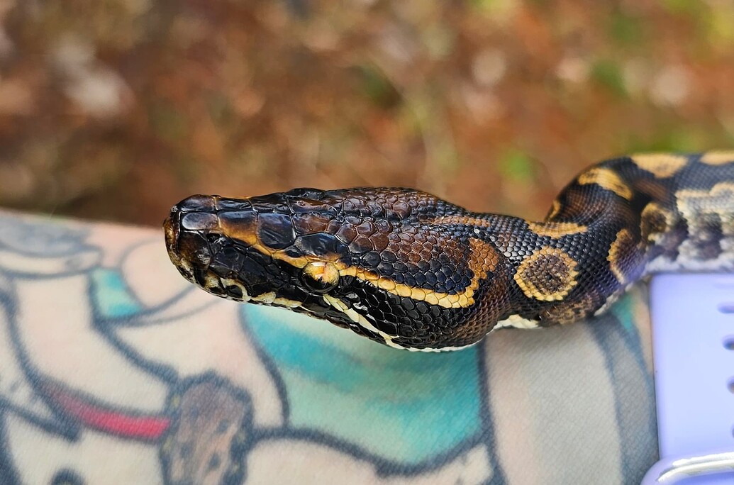 My newest baby, ball X sumatran hybrid - Ball Pythons - MorphMarket ...