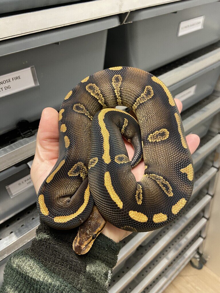 Show Off Your Ball Pythons - Volume 2 - Ball Pythons - MorphMarket ...