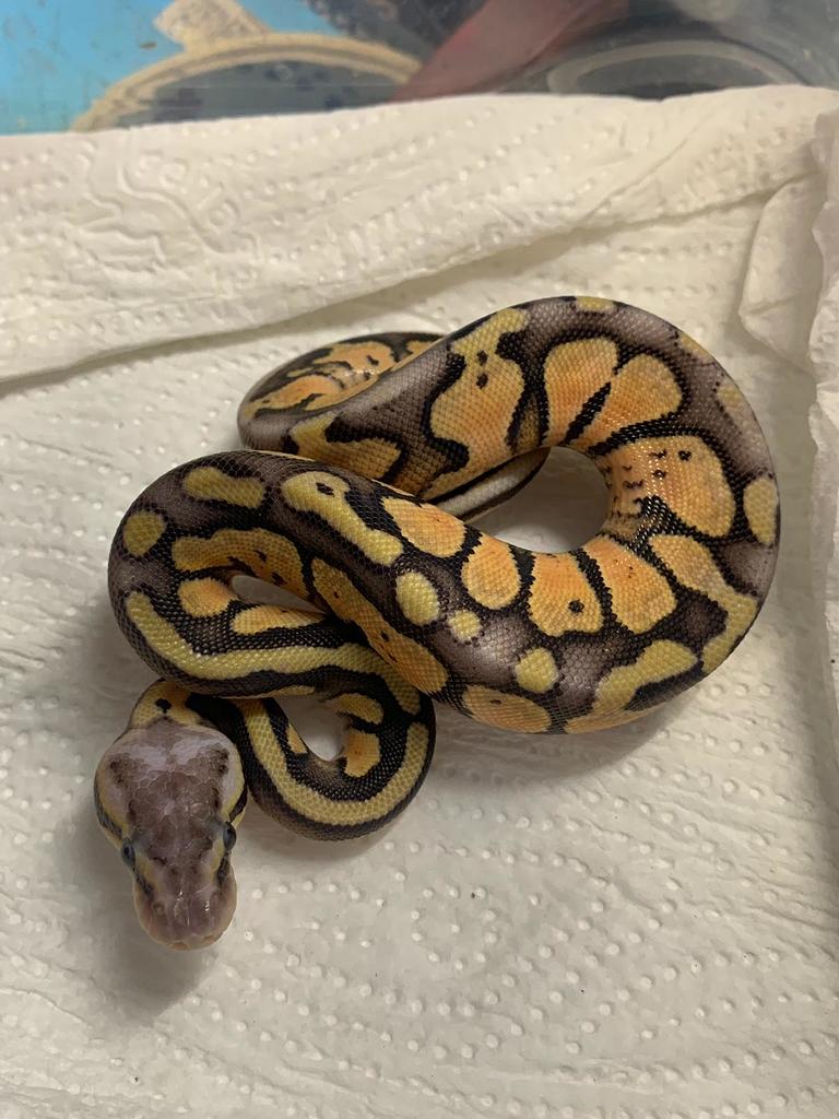 Pastel or Super Pastel - Ball Pythons - MorphMarket Reptile Community