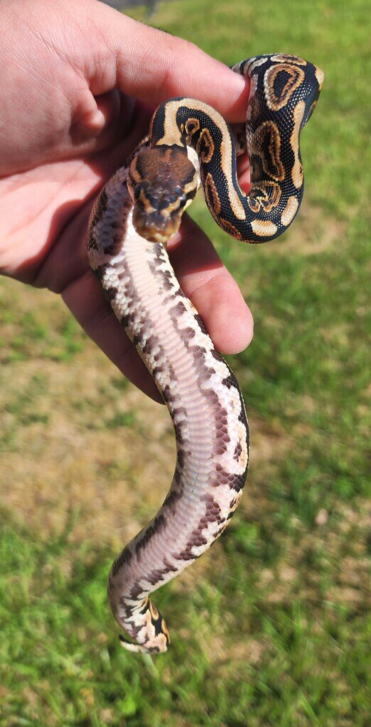 Does it have Chocolate? - Ball Pythons - MorphMarket Reptile Community