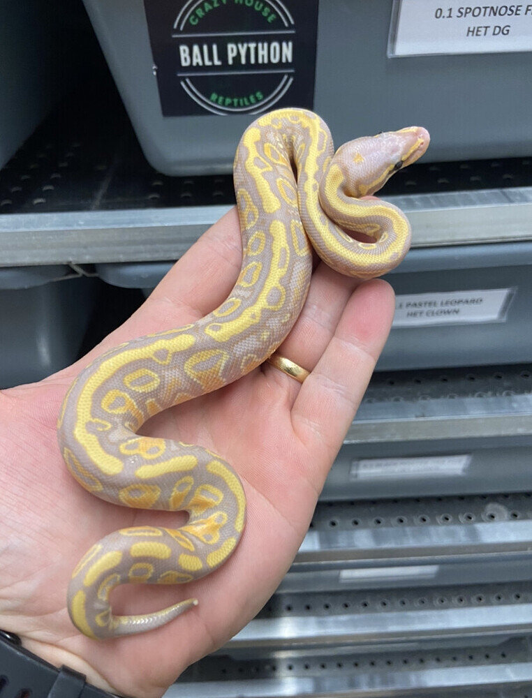 Show us your morphs that improved/ changed with age - Ball Pythons ...