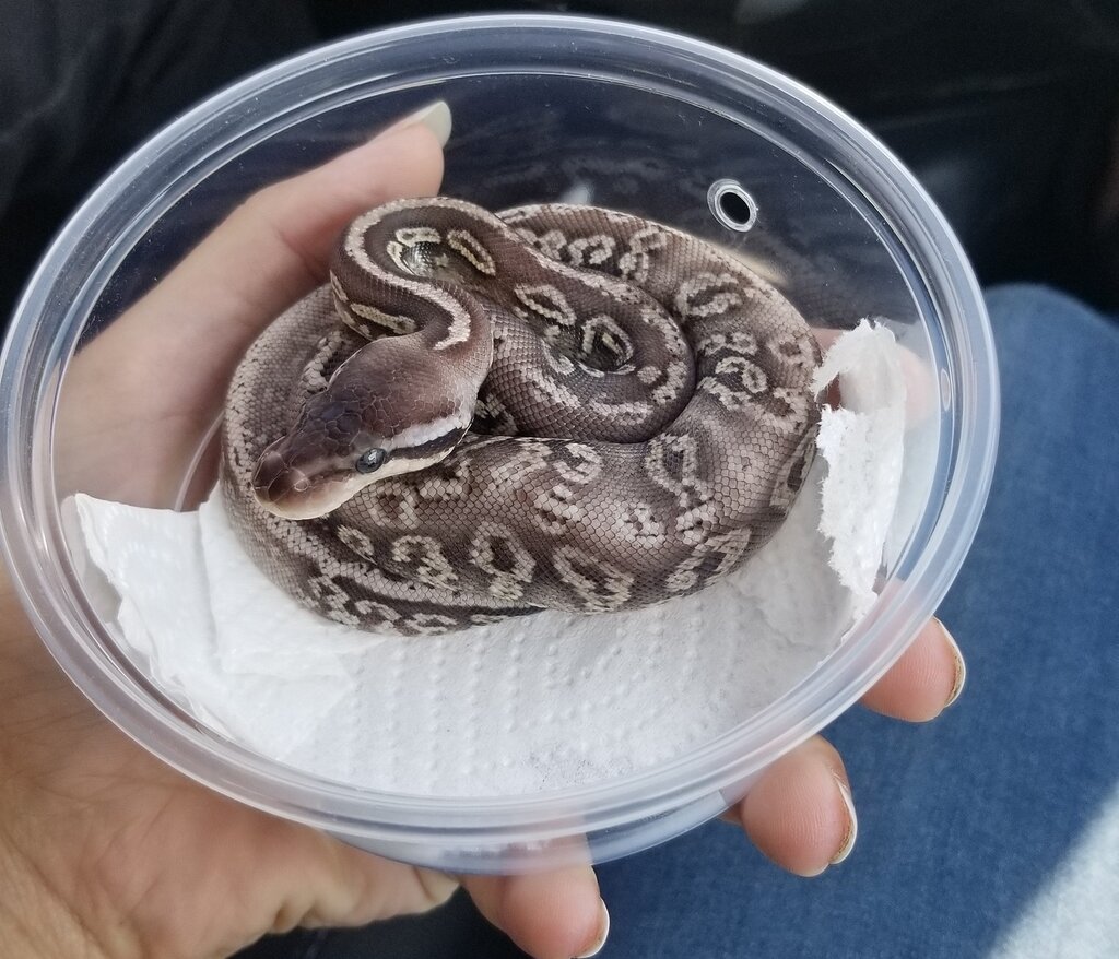 New baby, need help identifying morph - Ball Pythons - MorphMarket ...