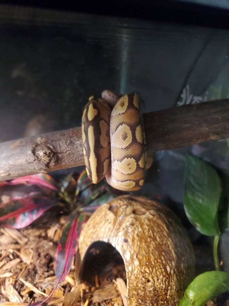 I love how a lot of people claim ball pythons don't climb. Mine never ...