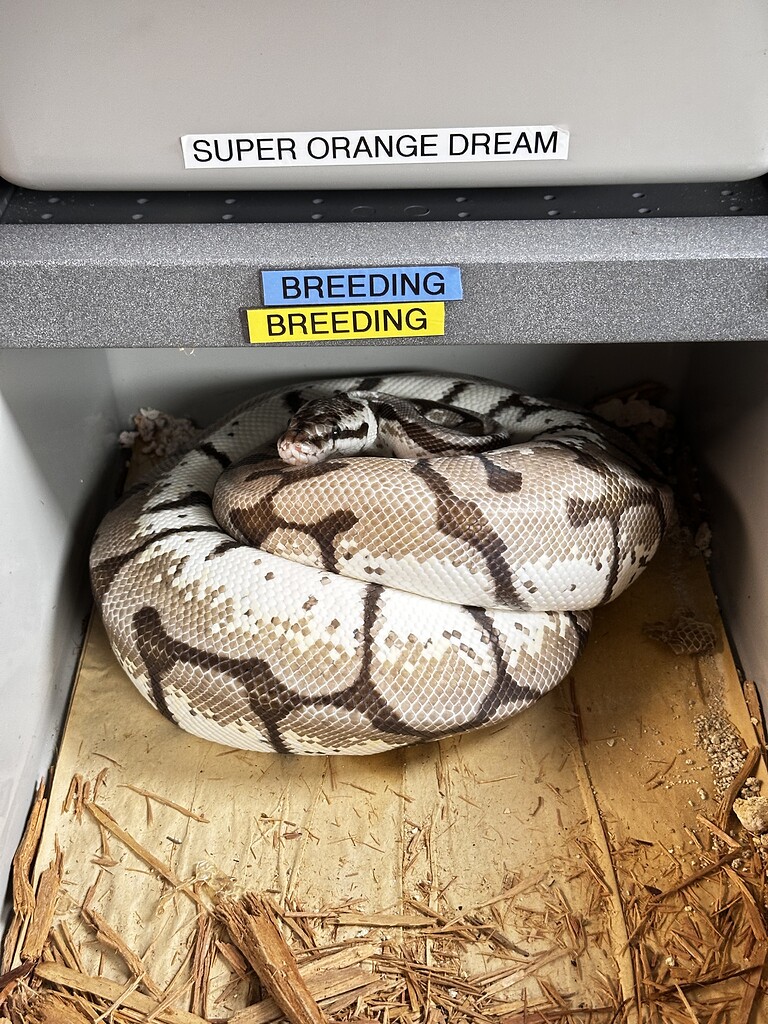 Slugs again! - Ball Pythons - MorphMarket Reptile Community