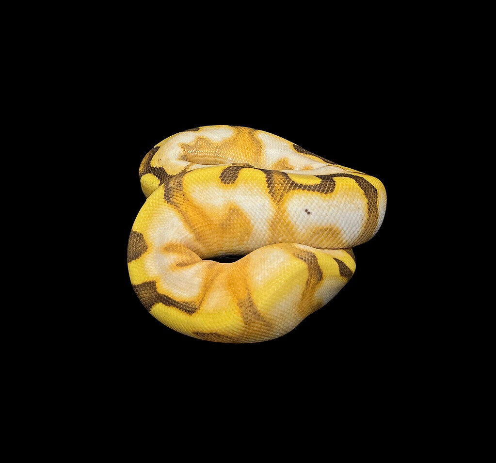 Monarch modeling for my photo box - Ball Pythons - MorphMarket Reptile ...