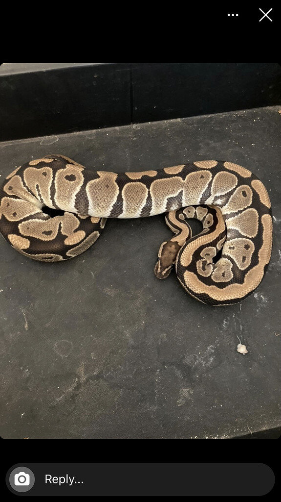 Input on what mom might be throwing - Ball Pythons - MorphMarket ...