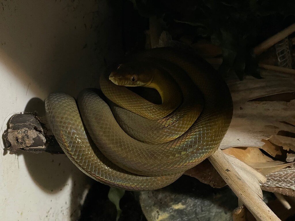 Tanimbar girl - Other Pythons - MorphMarket Reptile Community