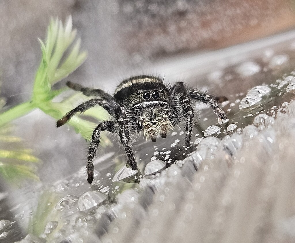 Help me identify my new Jumping Spider - Spiders - MorphMarket Reptile ...
