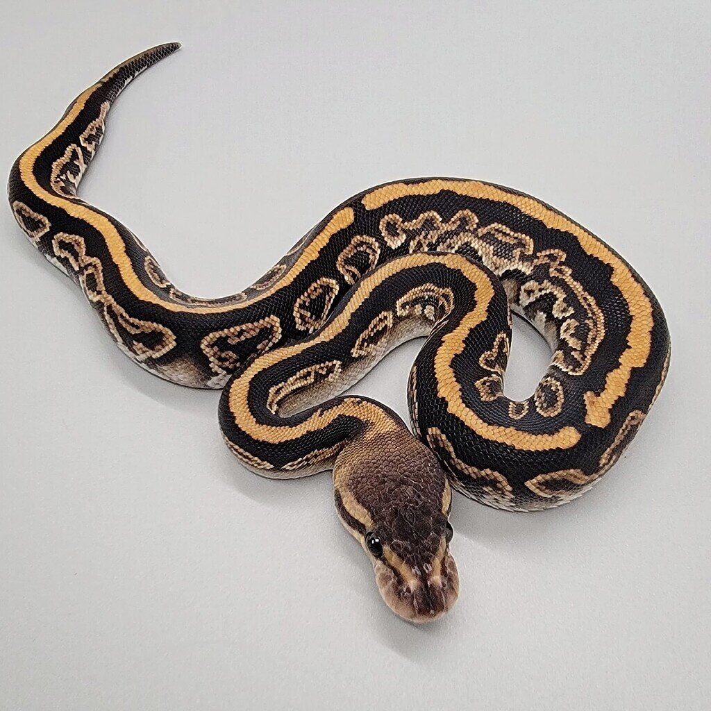 Cypress Honey black pastel Hypo Clutch ID help - Ball Pythons ...