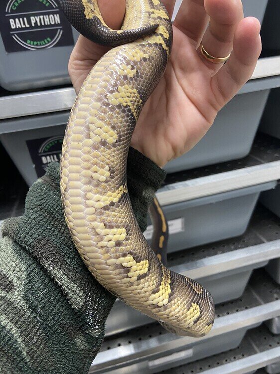 Show Off Your Ball Pythons - Volume 2 - Ball Pythons - MorphMarket ...