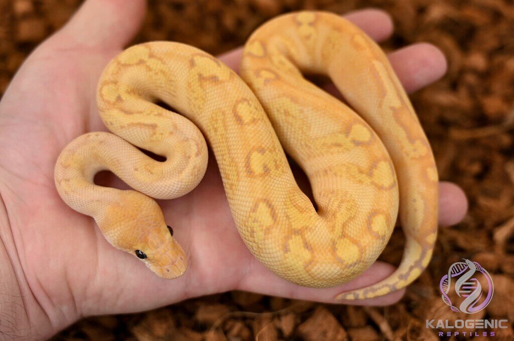 Colors are changing so much every shed! - Ball Pythons - MorphMarket ...