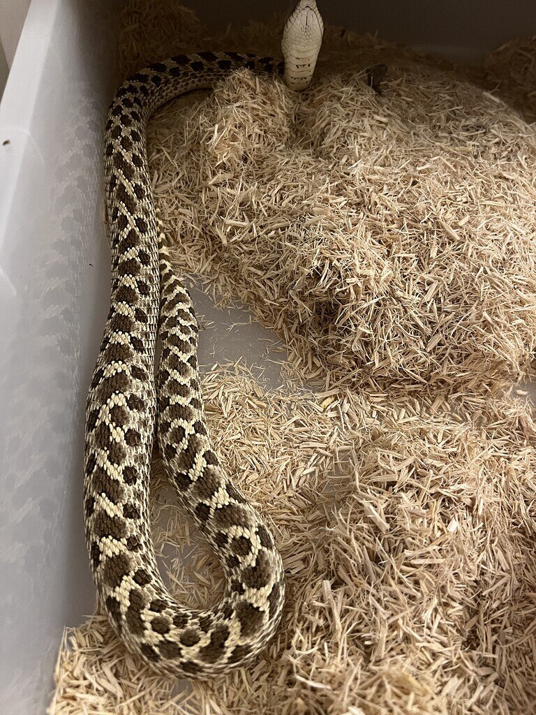Another Lumpy Hognose - Hognose Snakes - MorphMarket Reptile Community