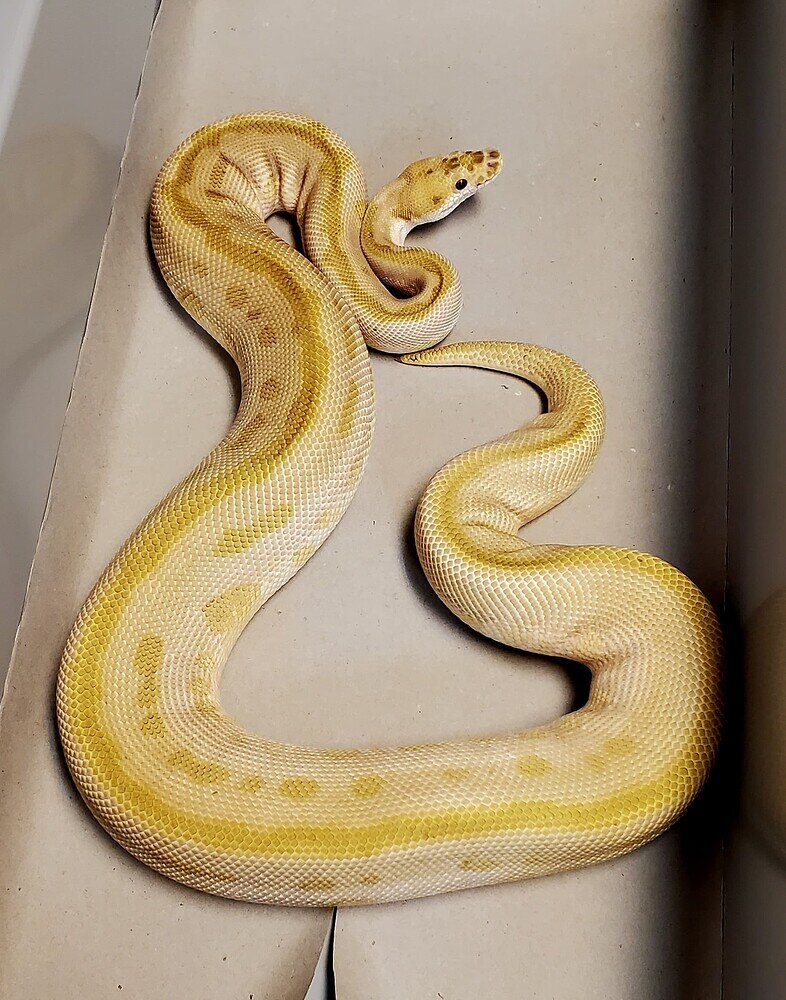 Show us your morphs that improved/ changed with age - Ball Pythons ...