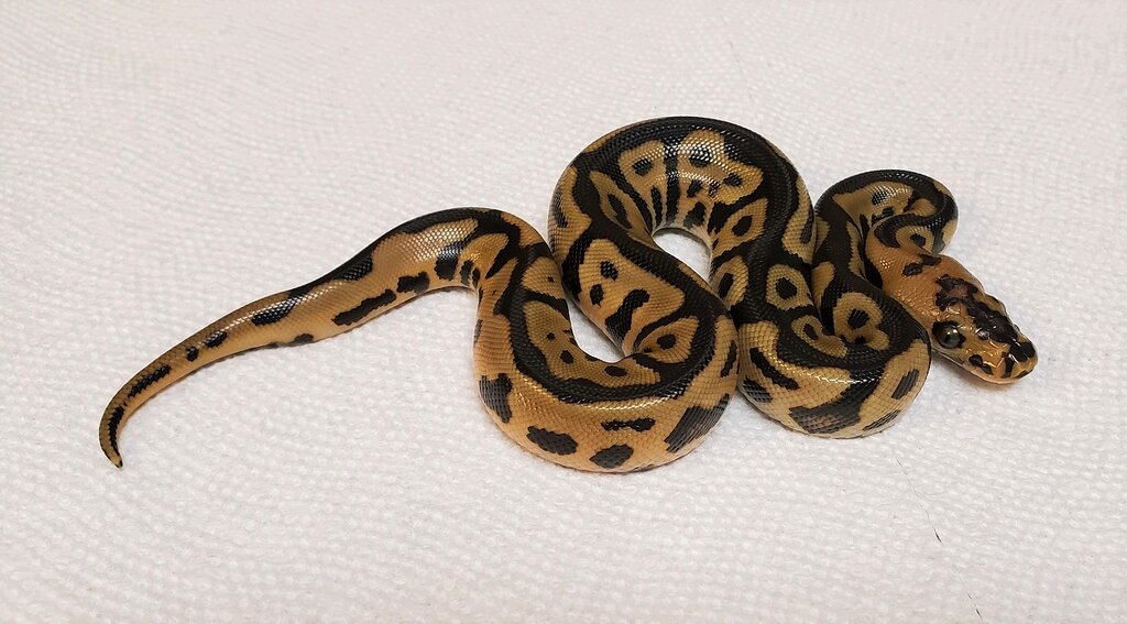 Batman or Robin - Ball Pythons - MorphMarket Reptile Community