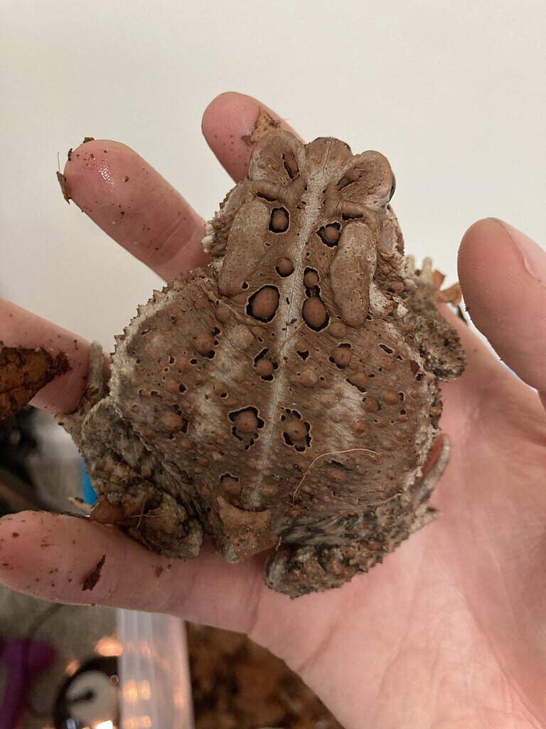 Toad breeding log - Amphibians - MorphMarket Reptile Community