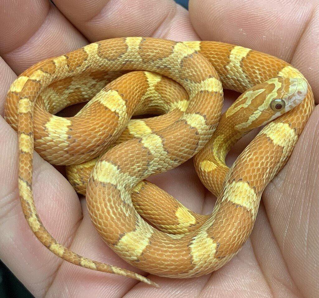 Just an ultramel creamsicle I like a lot - Corn Snakes - MorphMarket ...