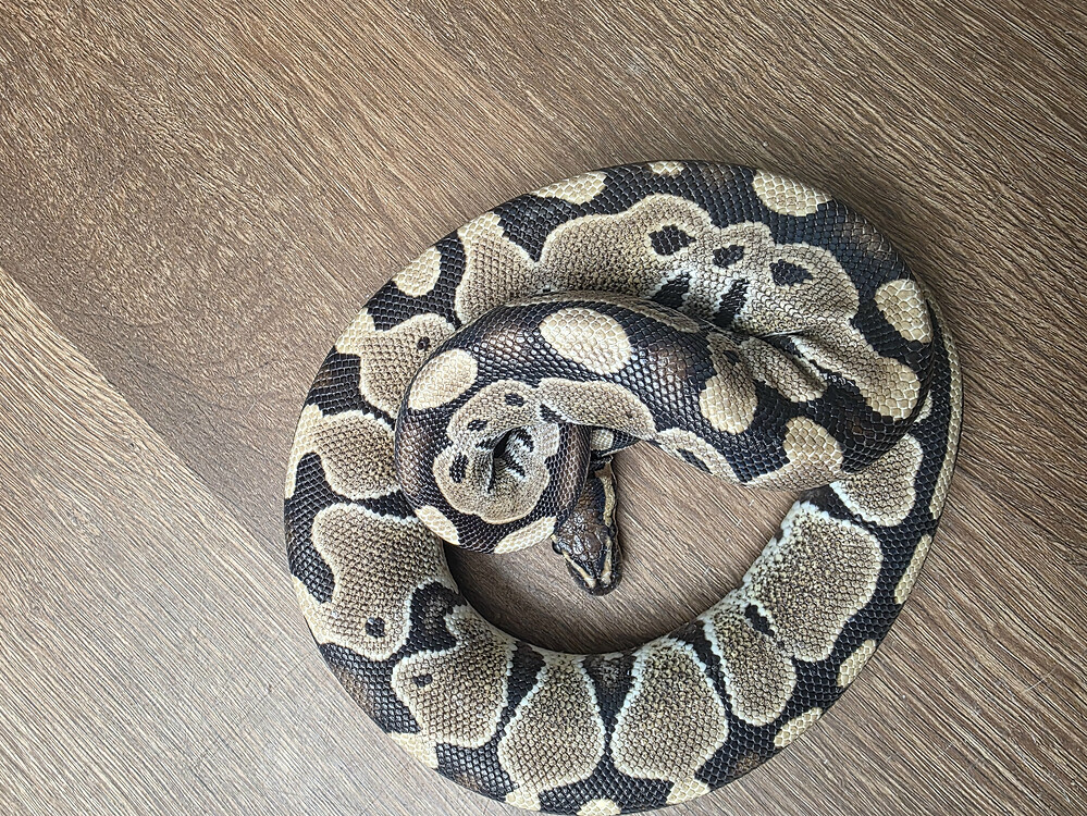 Ball python identifying - Ball Pythons - MorphMarket Reptile Community
