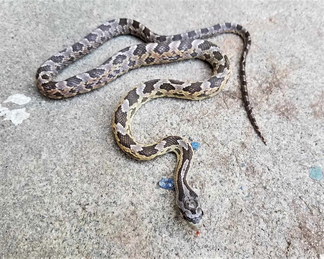 Recessive leucistic in texas rat snakes - Genetics & Species ...