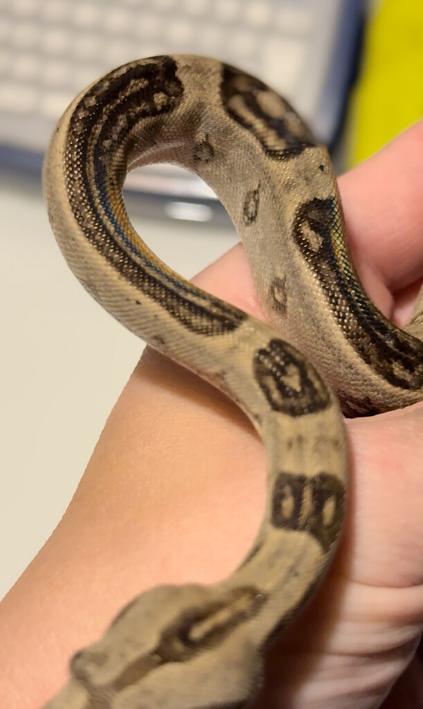 Iridescent BCI baby? First Boa - Boa Constrictors - MorphMarket Reptile ...