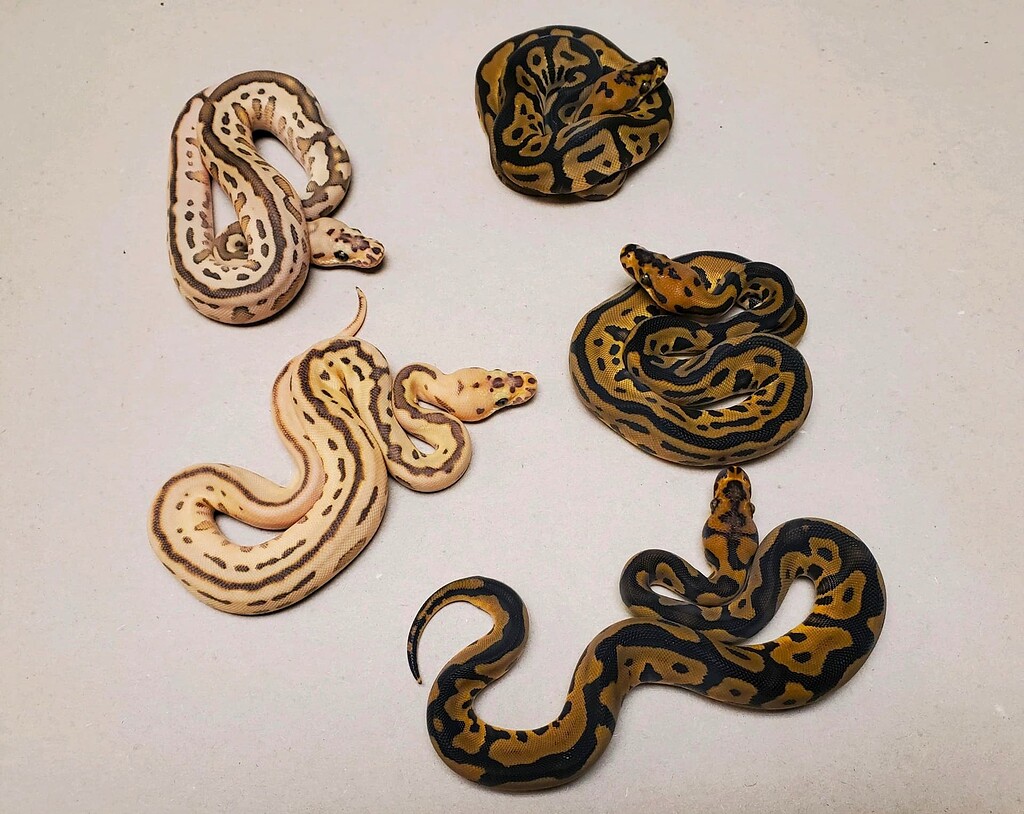 Comparative Pictures of Stacking Genes - Ball Pythons - MorphMarket ...
