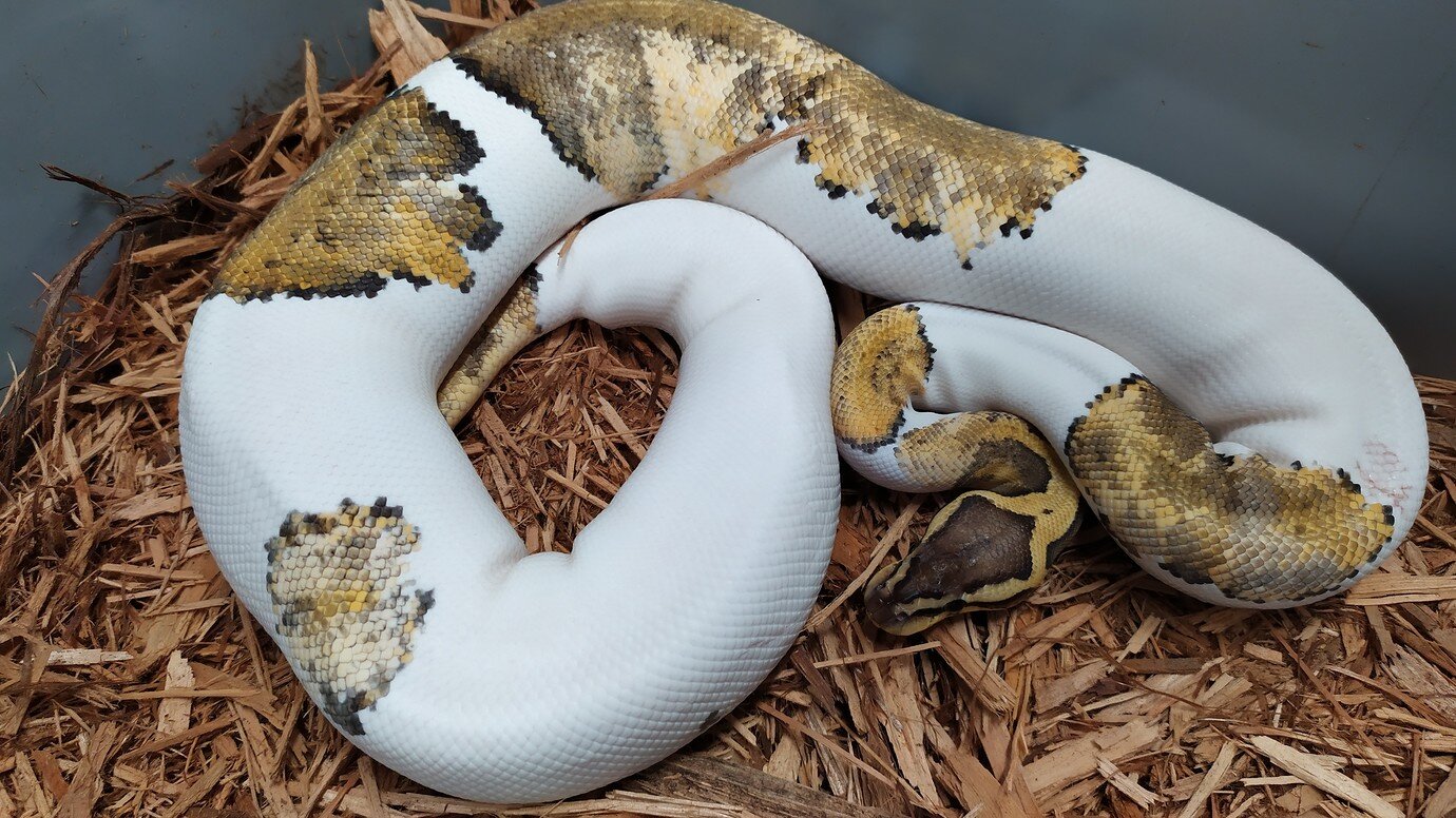 First Impression on the Pixel morph? - Ball Pythons - MorphMarket ...