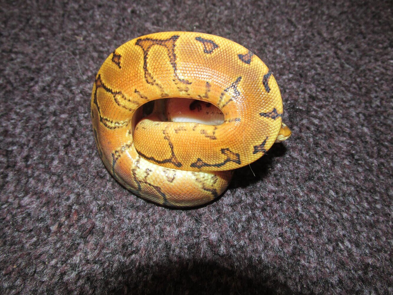 Help identifying a very confusing big mix of morphs- 64 possibilities ...