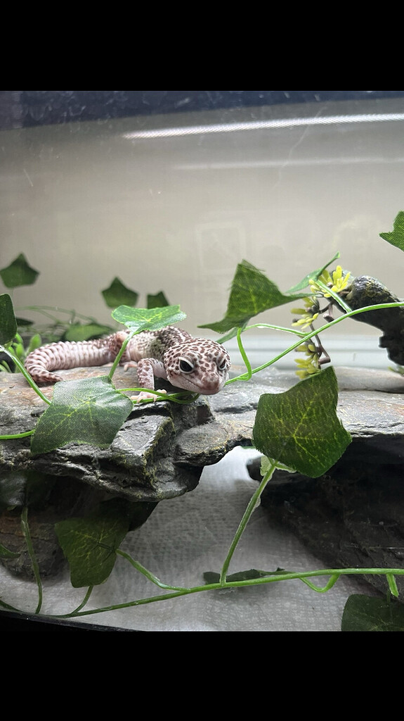 Morph and price help USA - Enclosures & Setups - MorphMarket Reptile ...