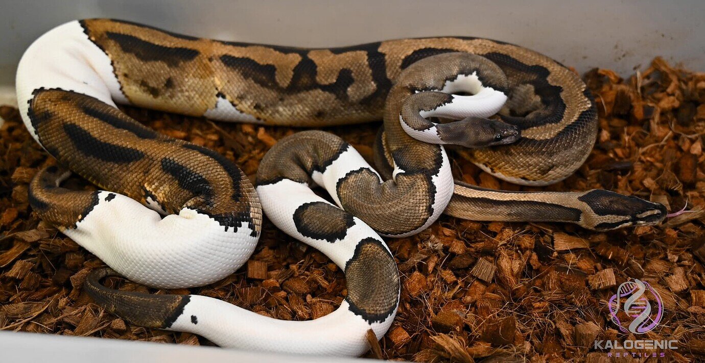 Rainy weekend pairing picture🌧 - Ball Pythons - MorphMarket Reptile ...