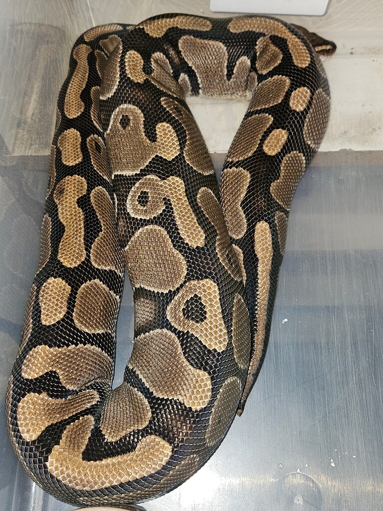 Is this an ovulation - Ball Pythons - MorphMarket Reptile Community