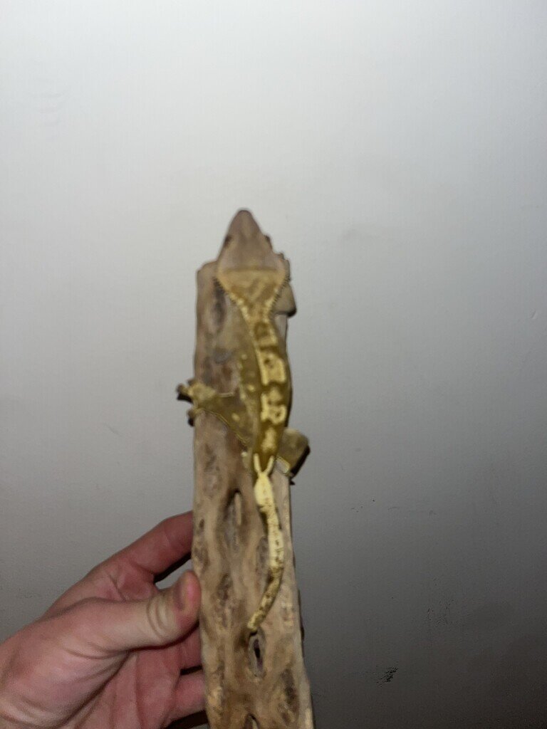 Morphin Morphy Morph - Crested Geckos - MorphMarket Reptile Community