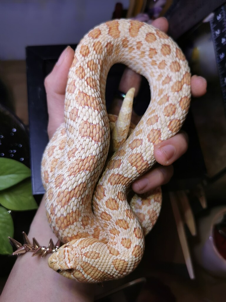 Potentially gravid female with bulb tail? - Hognose Snakes ...