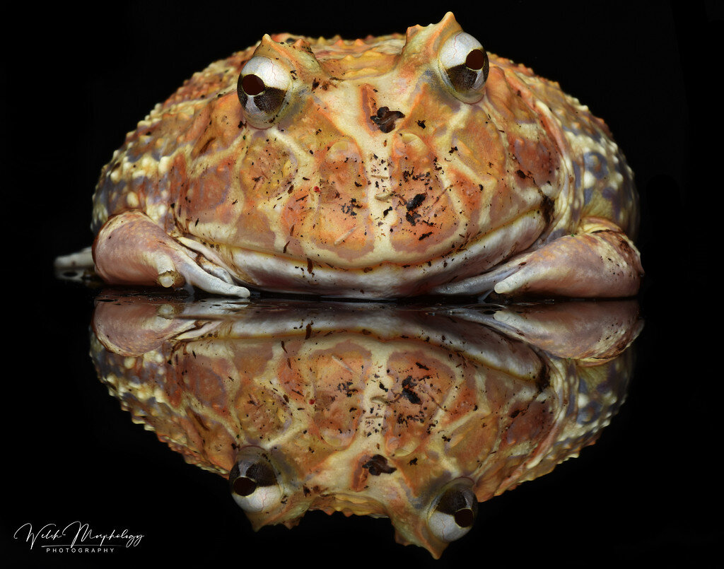 Recovering well - Other Amphibians - MorphMarket Reptile Community