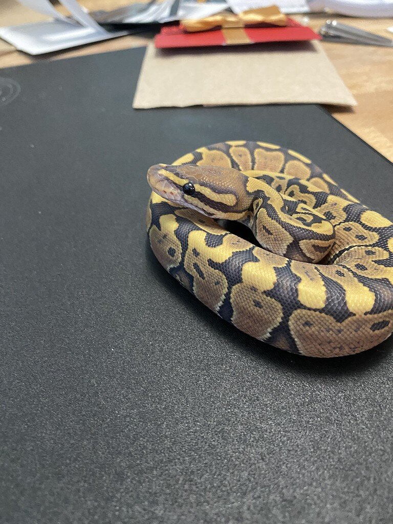 Surprise Het - Page 2 - Ball Pythons - MorphMarket Reptile Community