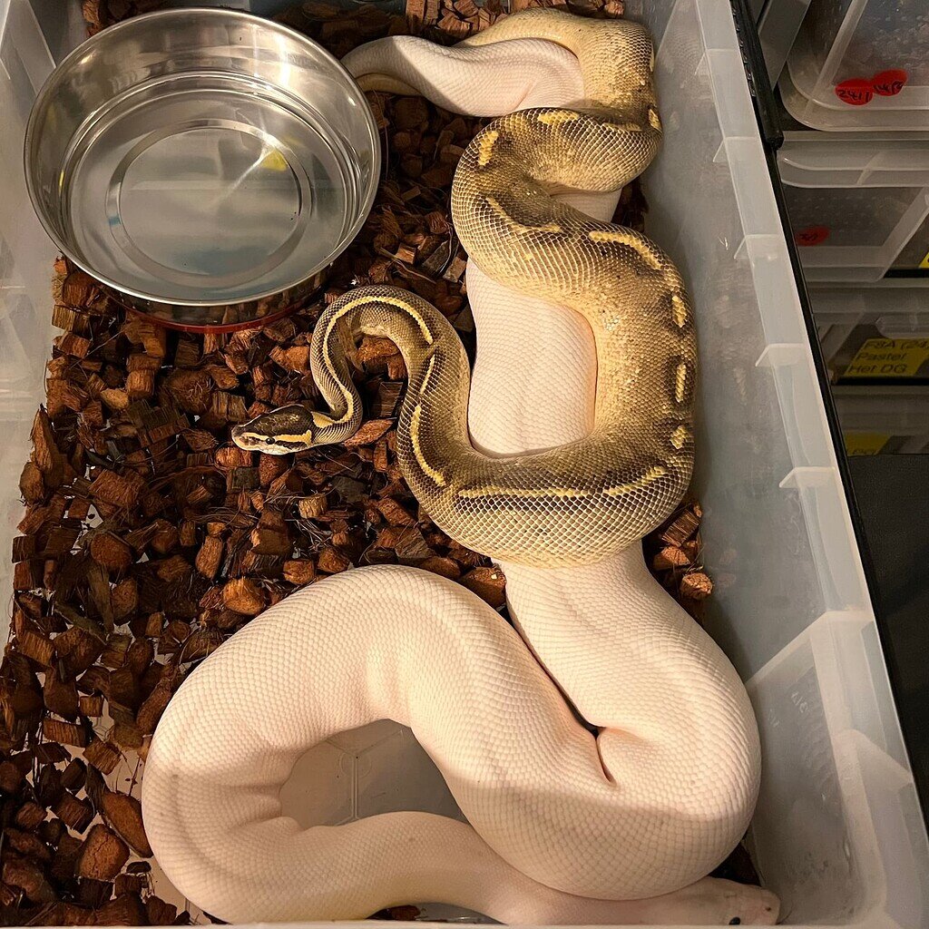 No’s 16 & 17 - Ball Pythons - MorphMarket Reptile Community