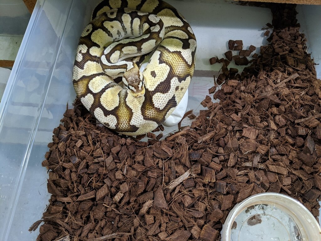 First time maternal incubation - Ball Pythons - MorphMarket Reptile ...