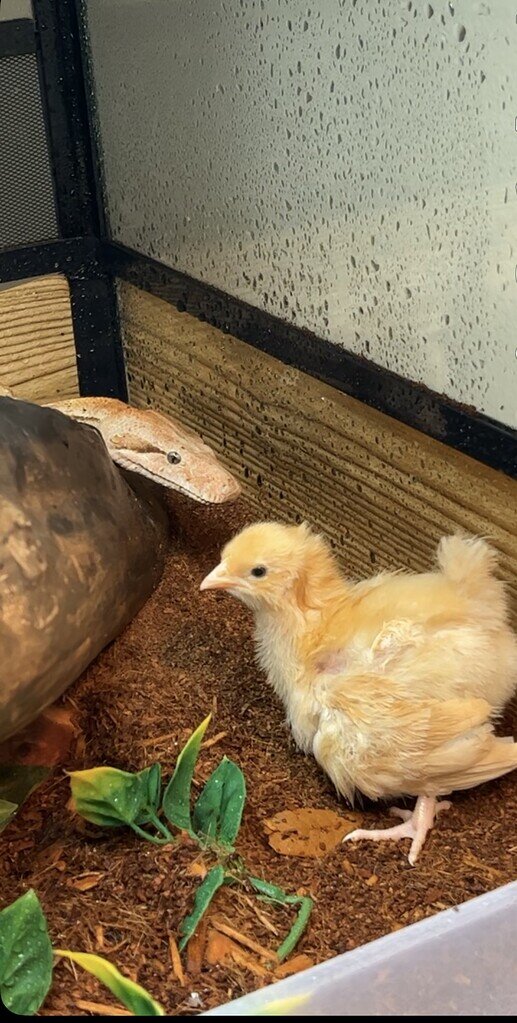 Anyone else feed only chicken and chicks? - Feeders - MorphMarket ...