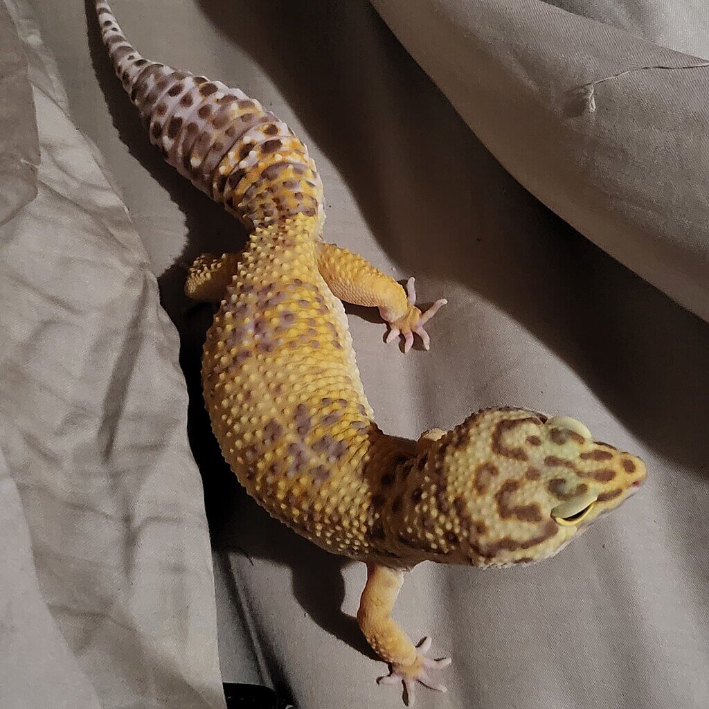 piebald leopard gecko