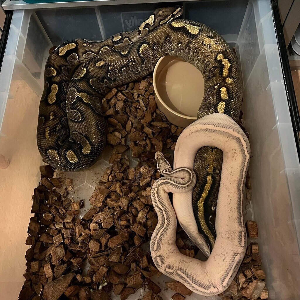 One of my favourite girls 🥰 - Ball Pythons - MorphMarket Reptile Community