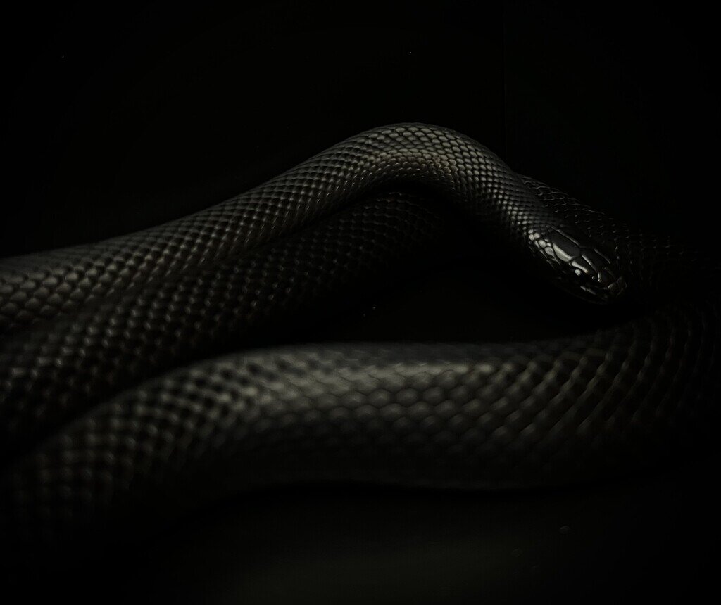 Lost snake. Escape artist - Enclosures & Setups - MorphMarket Reptile ...