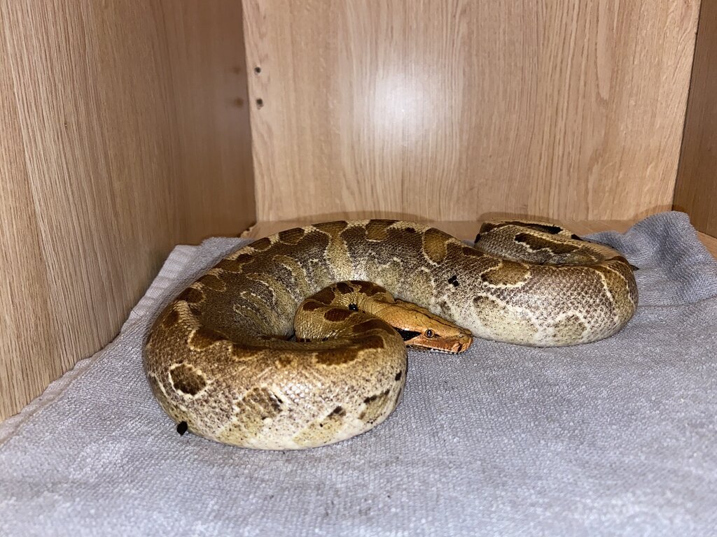 Blood python or Borneo short tail? - Short-Tailed Pythons - MorphMarket ...