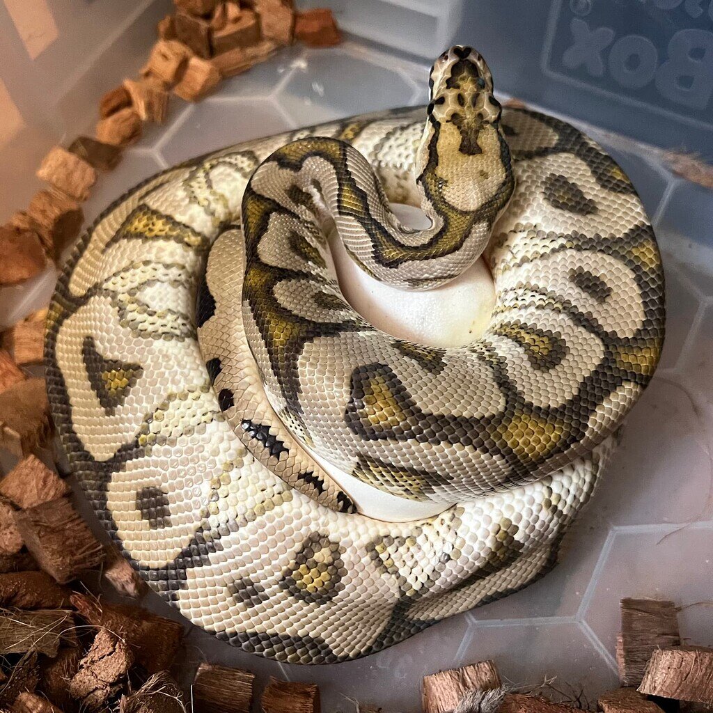 TORNADO x SPOTNOSE CLOWN EGGS - Ball Pythons - MorphMarket Reptile ...