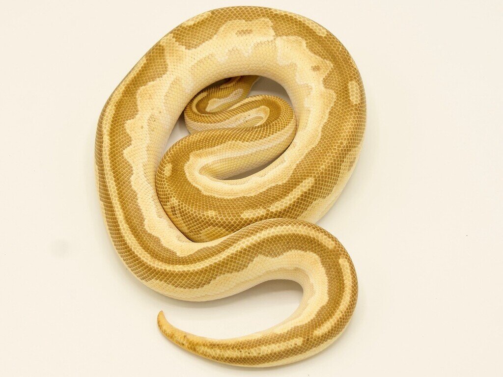 OrangeDreamin' - Ball Pythons - MorphMarket Reptile Community